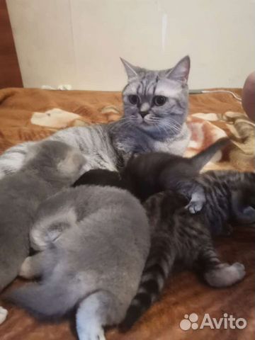 Британская