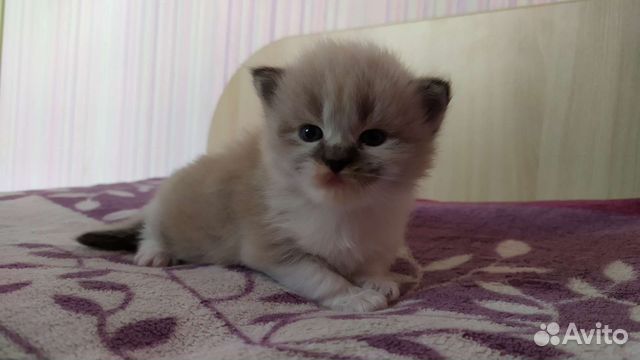 Котенок