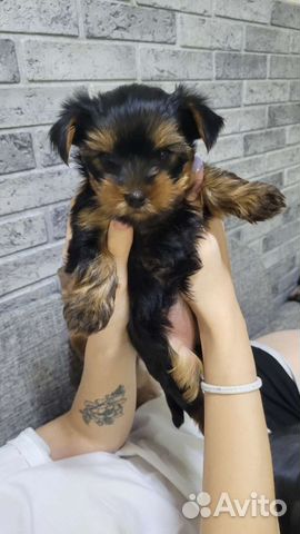 Йоркширский терьер мини беби фейс щенки