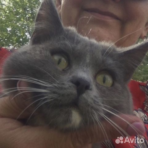 Котёнок