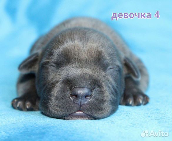 Малыши аст - питомник РКФ