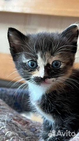 Кошки в добрые руки бесплатно