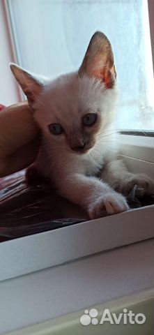 Котенок
