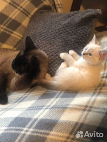 Кошечка в добрые руки