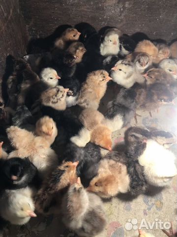 Цыплята