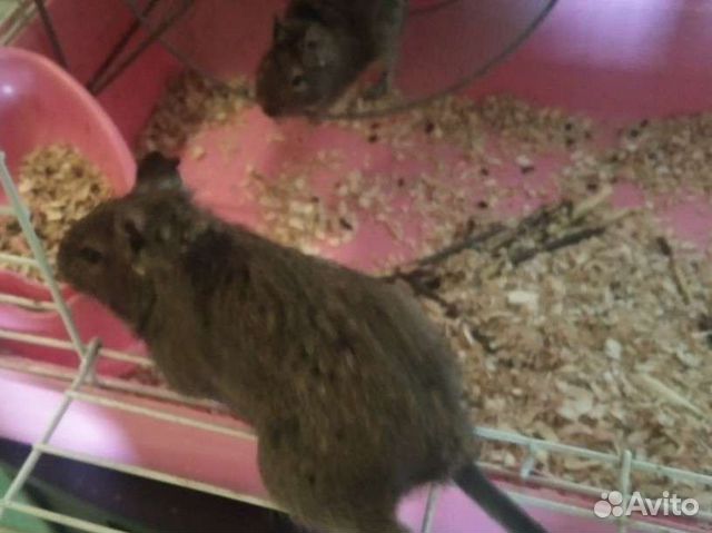 Отдам в добрые руки 2ух белок дегу