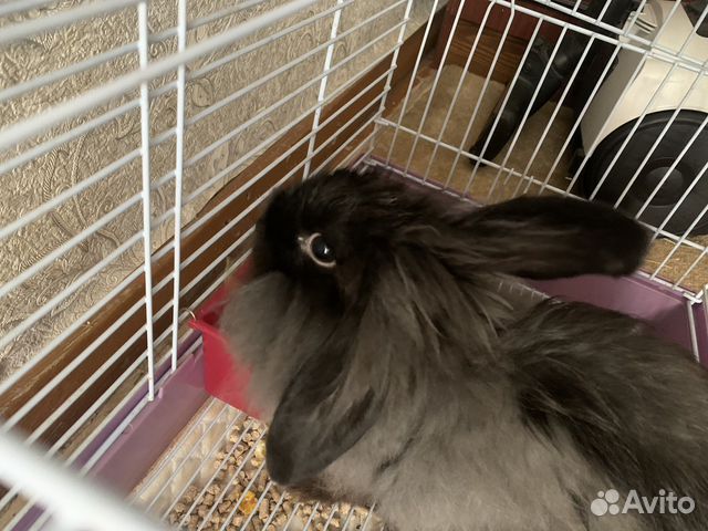 Декоративный кролик в добрые руки