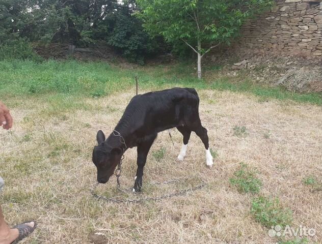 Продаётся тёлочка