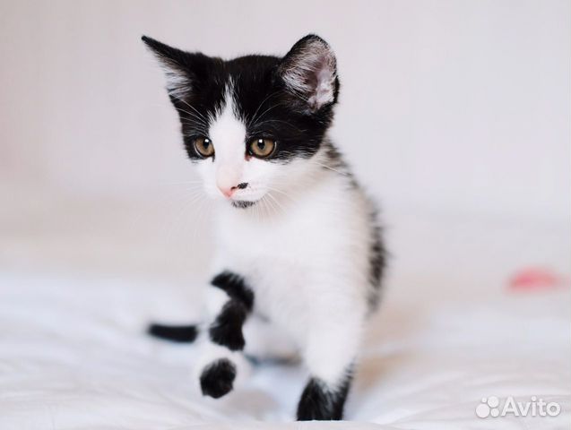 Милый, ласковый котёнок цвета Коровки 2 мес