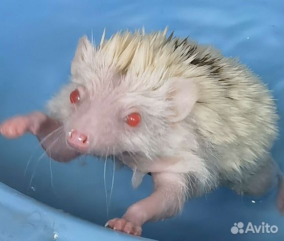 Карликовый африканский ежик
