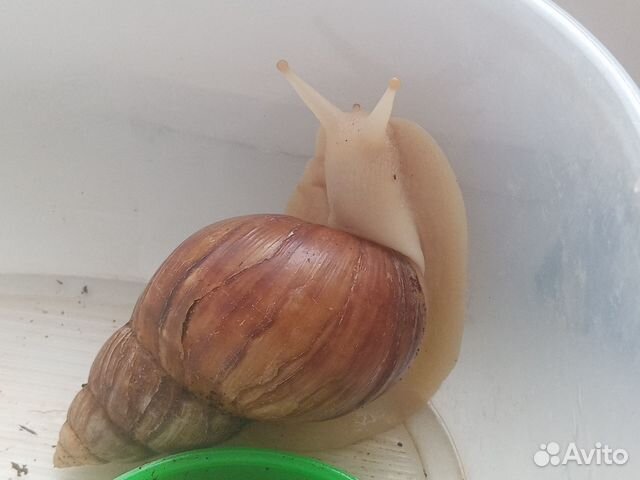 Отдам улитку