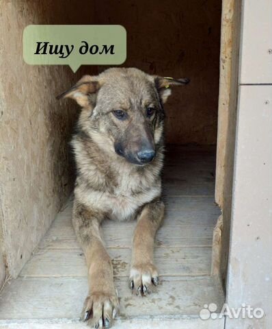 Собака Соня