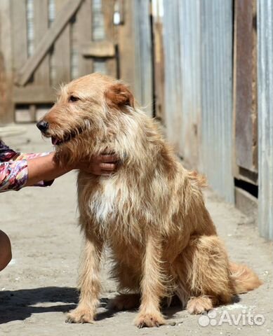 Лиля ищет дом