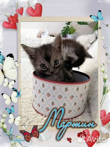 Котята в добрые руки