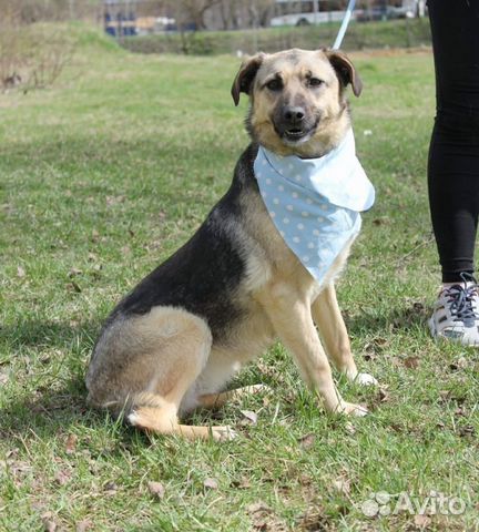 Милая собака никому не нужная без породы