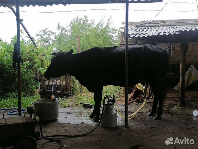 Продам 2 коровы и теленка