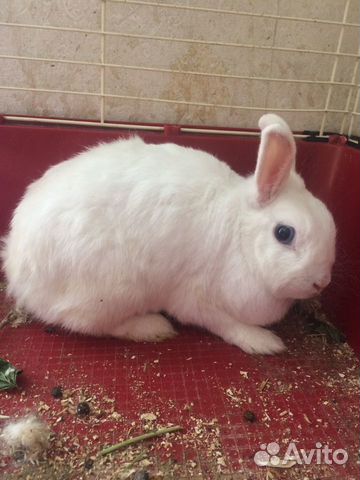 Белоснежная зайка