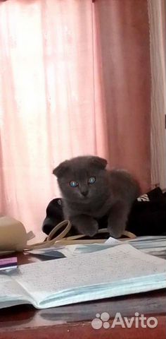 Шотландская вислоухая кошка