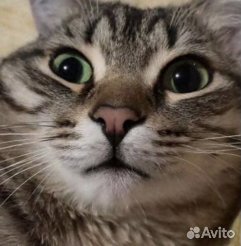 Орущий кот Анатолию на др