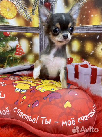 Длинношёрстная мини девочка