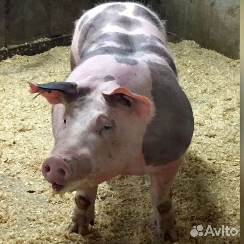 Продается хряк