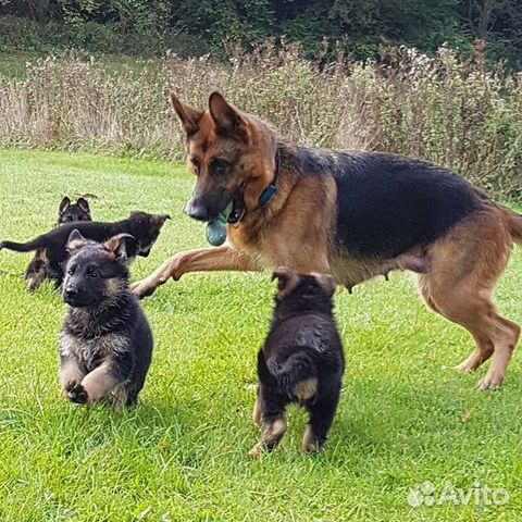 Овчарки - крепкие щенки
