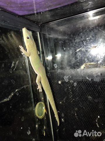 Фельзума широкохвостая