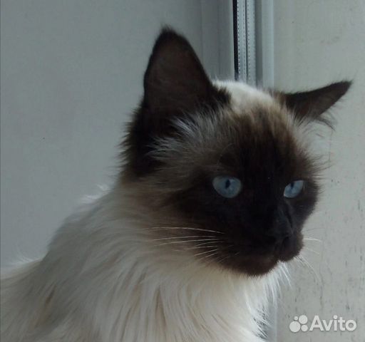 Ричард в добрые руки