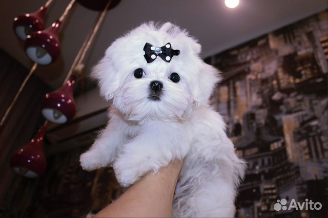 Очень красивый беби - фейс мальчик мальтезе 3 мес