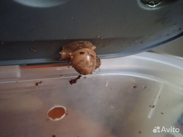 Малыши Ахатинской улитки, бесплатно