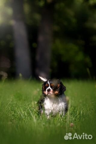 Мальчик - триколорчик