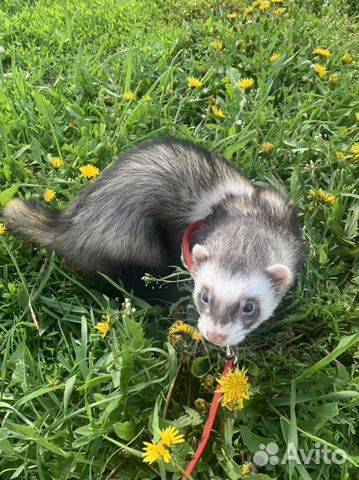 Хорек с клеткой