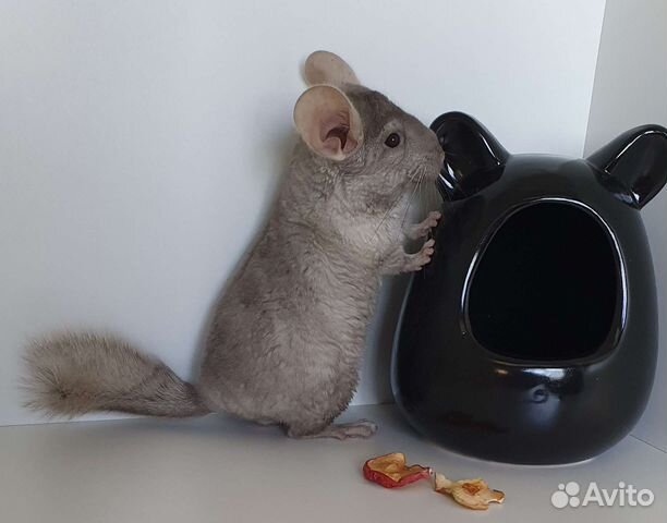 Шиншилленок мальчик бежевый фиолет 2 мес