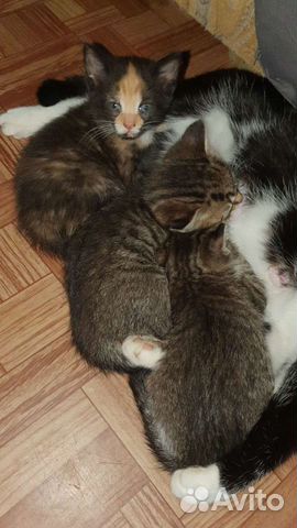 Котята помесь с британцем в добрые руки