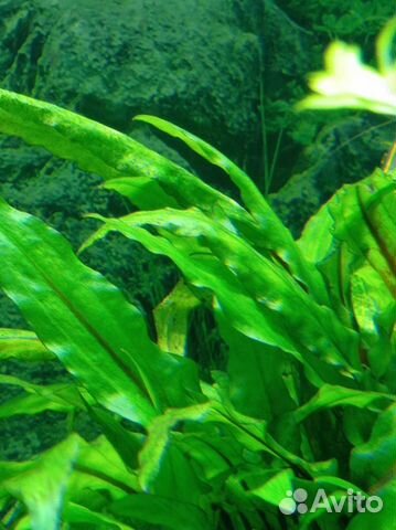 Аквариумное растение