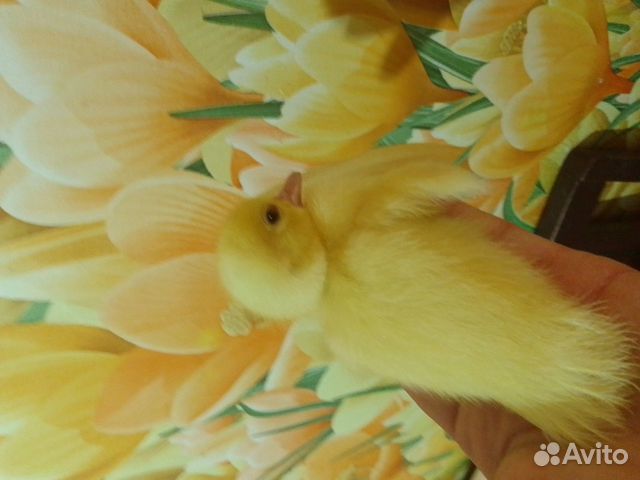 Утята суточные индоутки