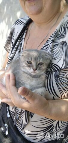 Шотландская вислоухая кошка бесплатно