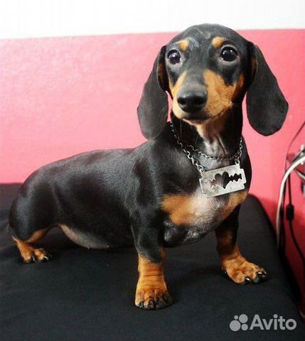 Такса средняя щенки