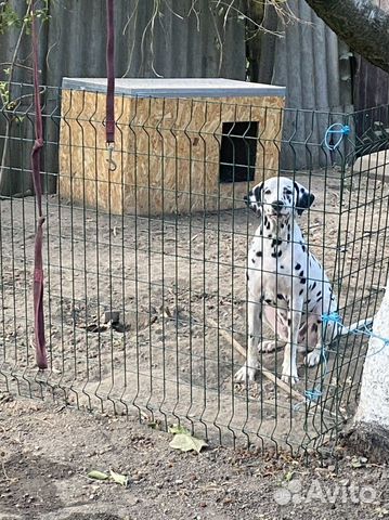 Собака долматинец