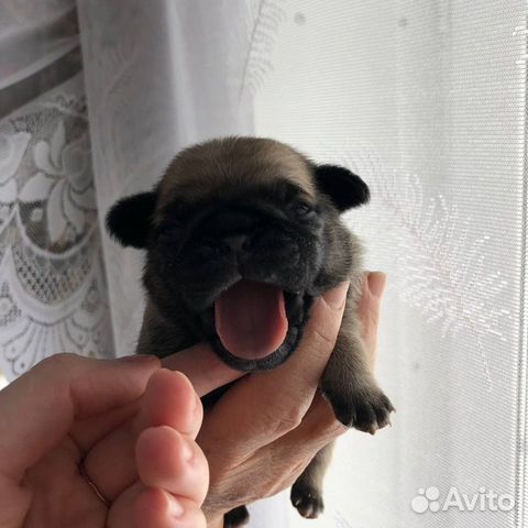 Малыши ищут свой дом