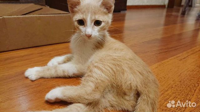 Ласковый котенок., 3 месяца