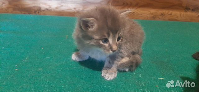 Котята голубоглазые,мальчики