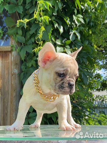 Французский бульдог, миниатюрная крошка