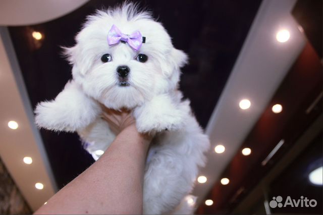 Очаровательный пухлячок мальтезик 2,5 мес