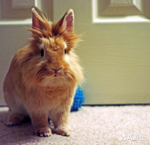 Декоративные кролики- счастье с доставкой на дом