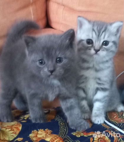 Шотландский котик