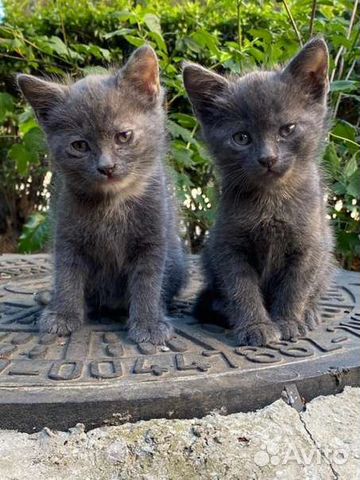 Котятушки в беде