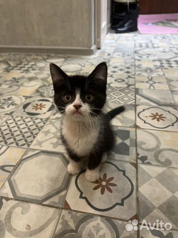 Котенок