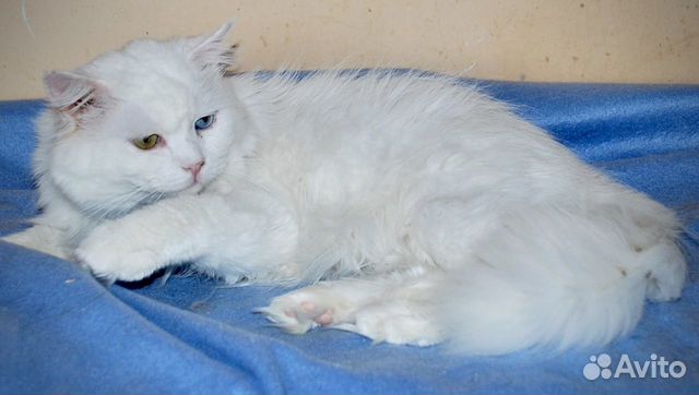 Ангорский кот в добрые руки