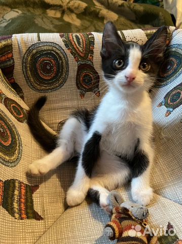 Котик ищет дом